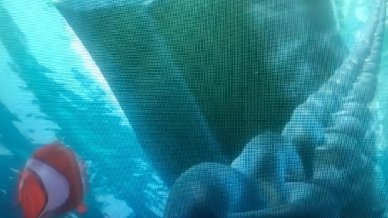 Finding Nemo Touching The Boat