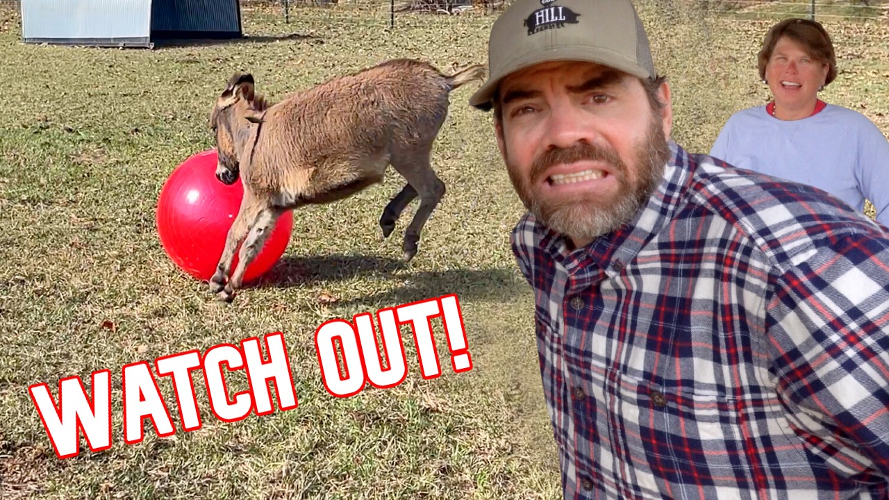 You’ll NEVER Guess What Happens When Our Farm Animals Get a Ball? - YouTube