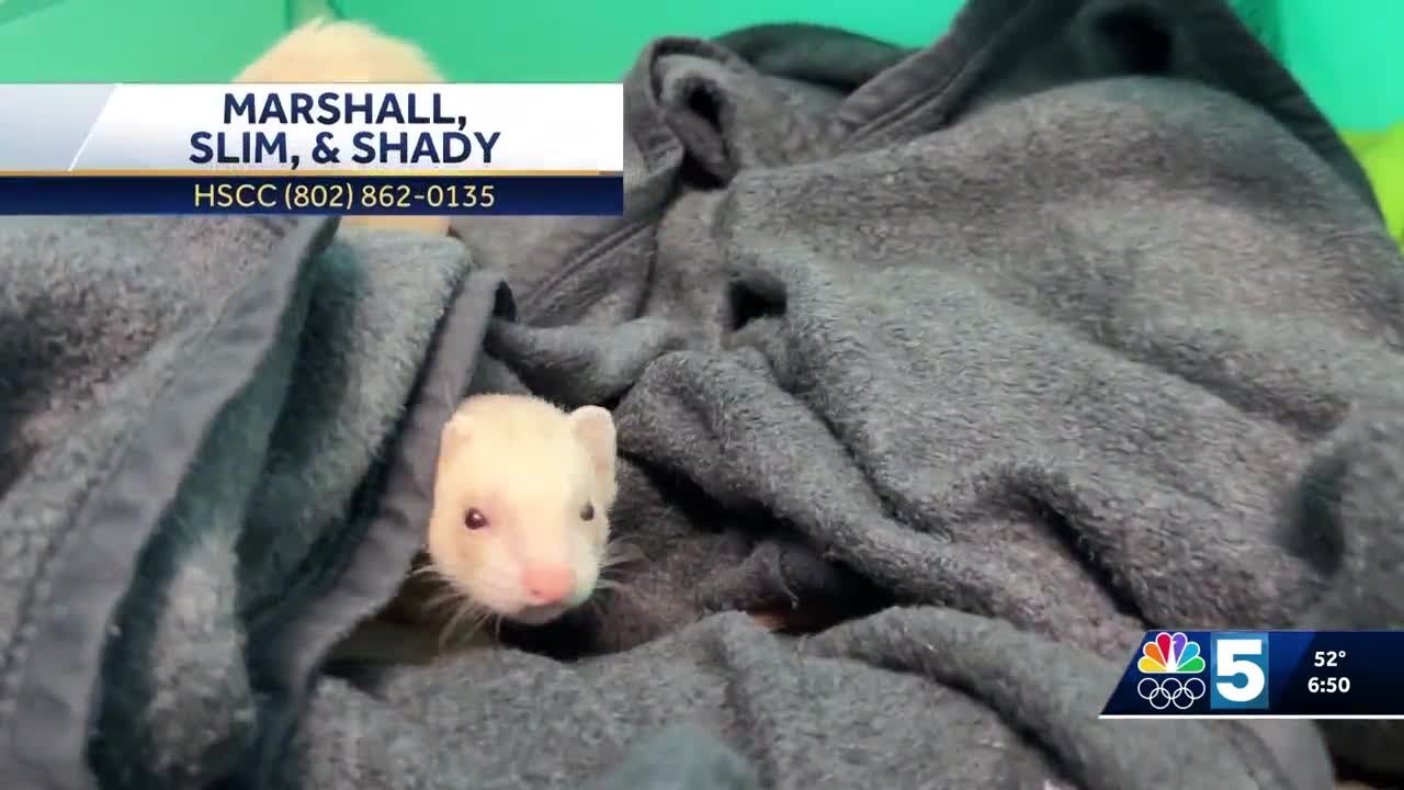 Pet Connection: Don't 'Lose Yourself' to these ferrets named after a ...