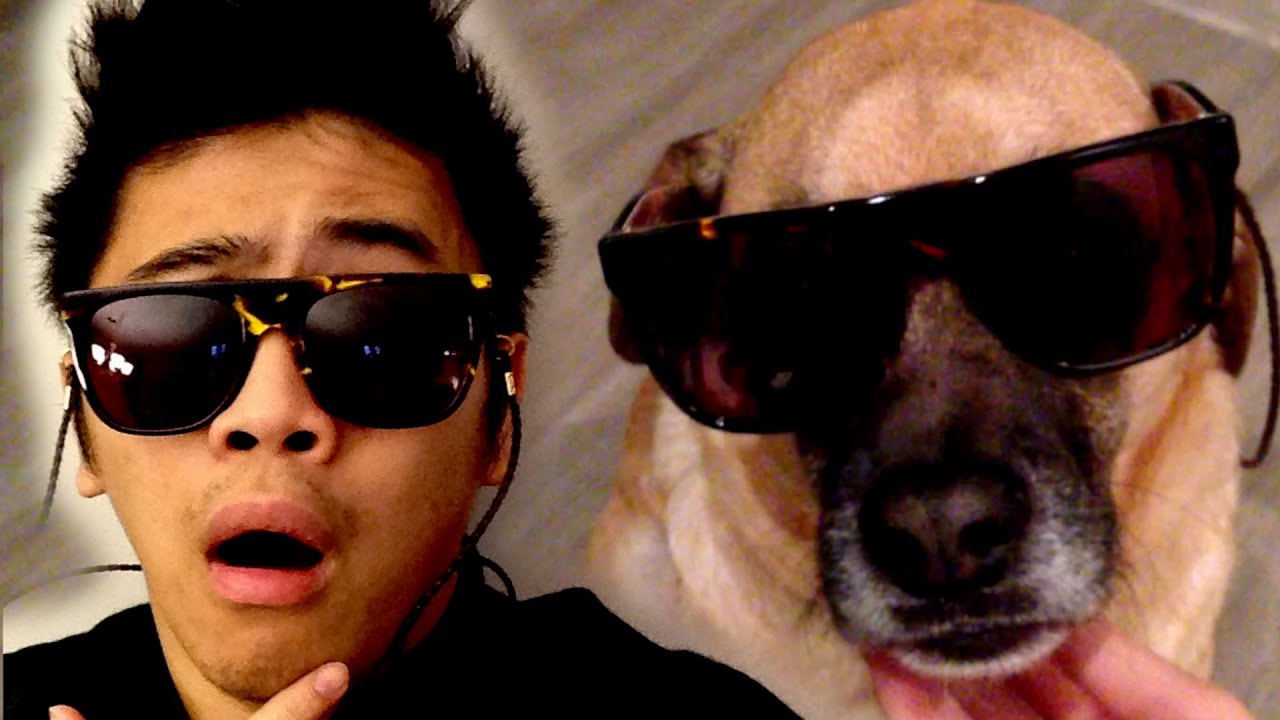 SWAGGY DOG - YouTube