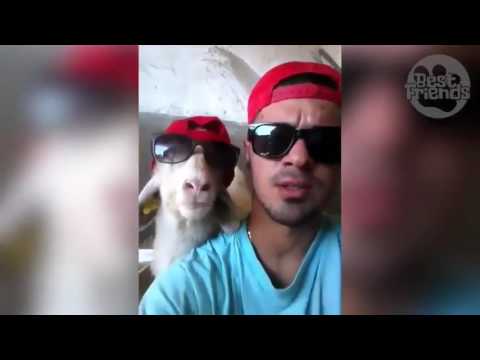 Gangster Sheep eating gum - YouTube