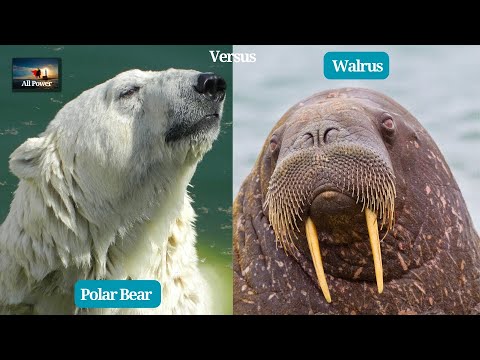 Arctic Showdown: Polar Bear Takes on Walrus in Epic Battle - YouTube