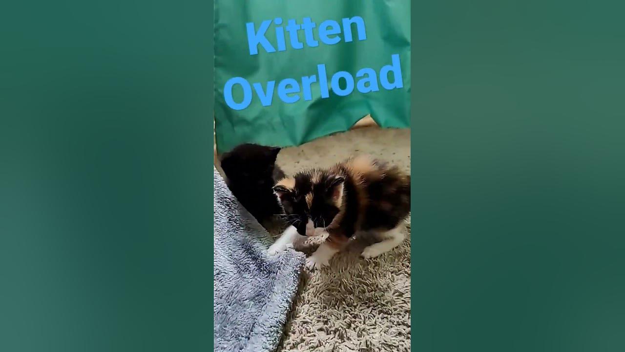 Kitten Overload - YouTube
