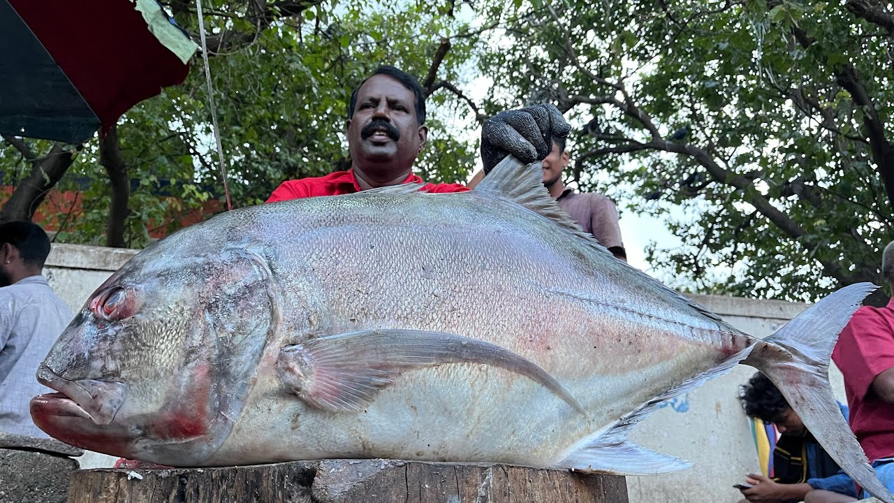 HUGE PAARAI FISH 🐠 CUTTING BY KASIMEDU VADIVEL - YouTube
