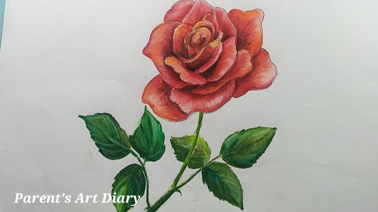 Pencil Drawing Of A Single Rose
