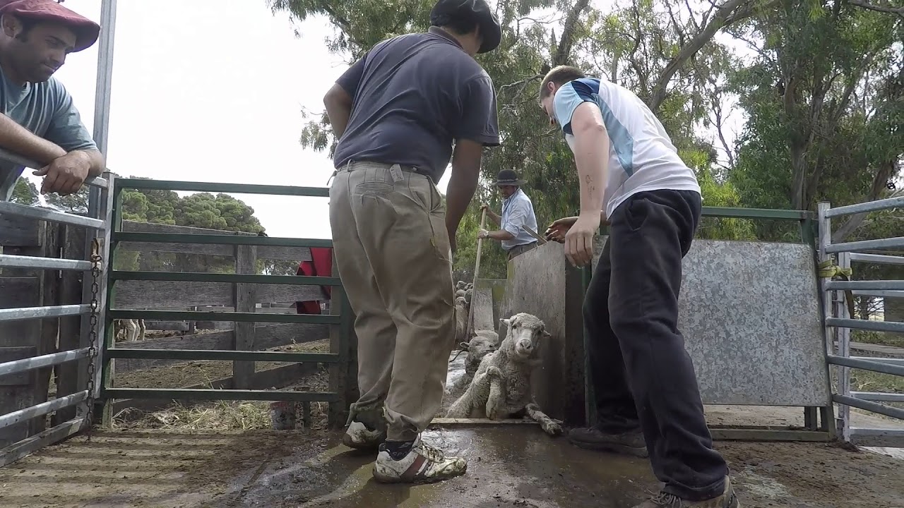 Bathing sheep on the farm - YouTube