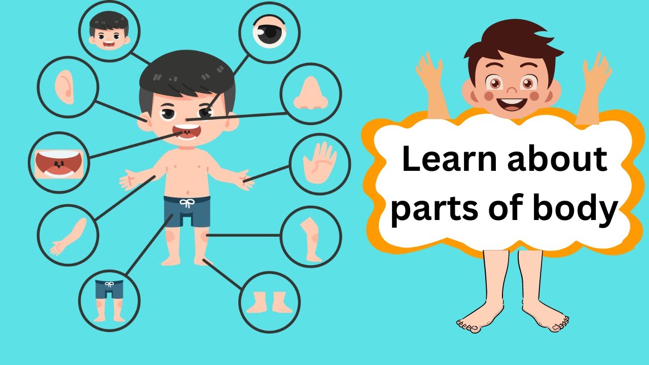 Learn about body parts of human in English | Body parts name | Kids ...