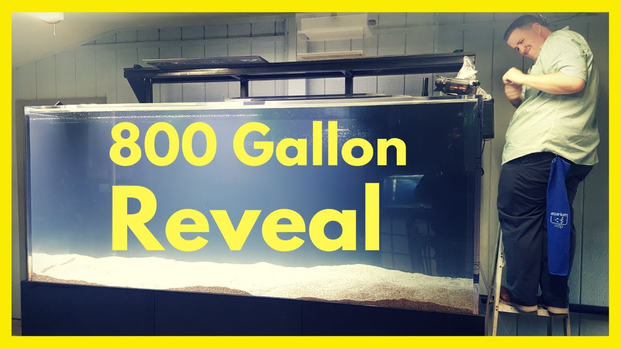 Corys 800 Gallon Custom Huge Aquarium | Plus a look around the Fish ...