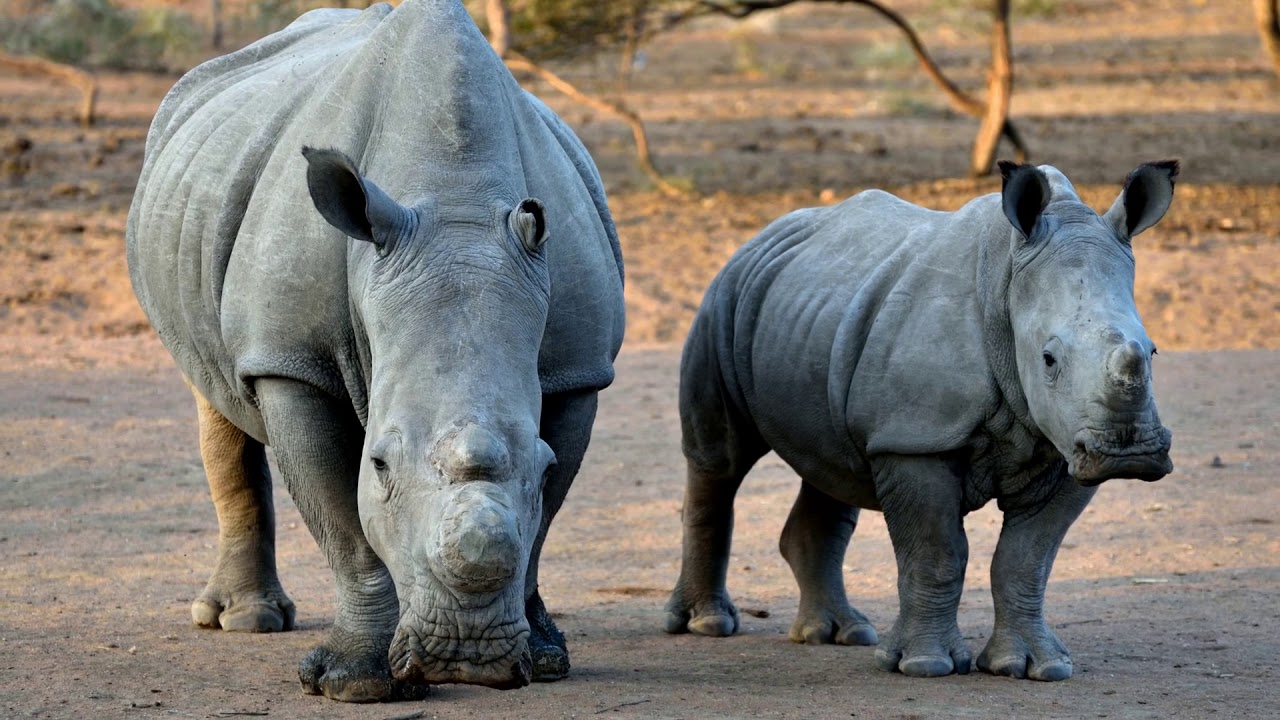 Nyati Safari lodge & Kruger National Park, South Africa - YouTube