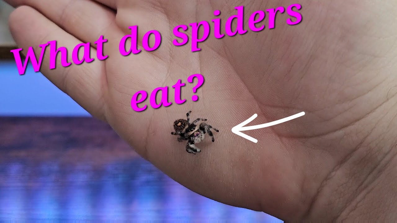 What My Tarantulas Eat - YouTube