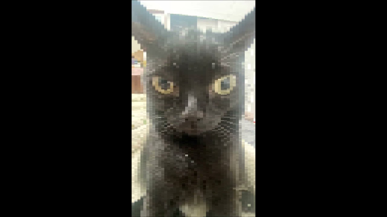 epic jinx cat video :D!!!11!!!!!1! - YouTube