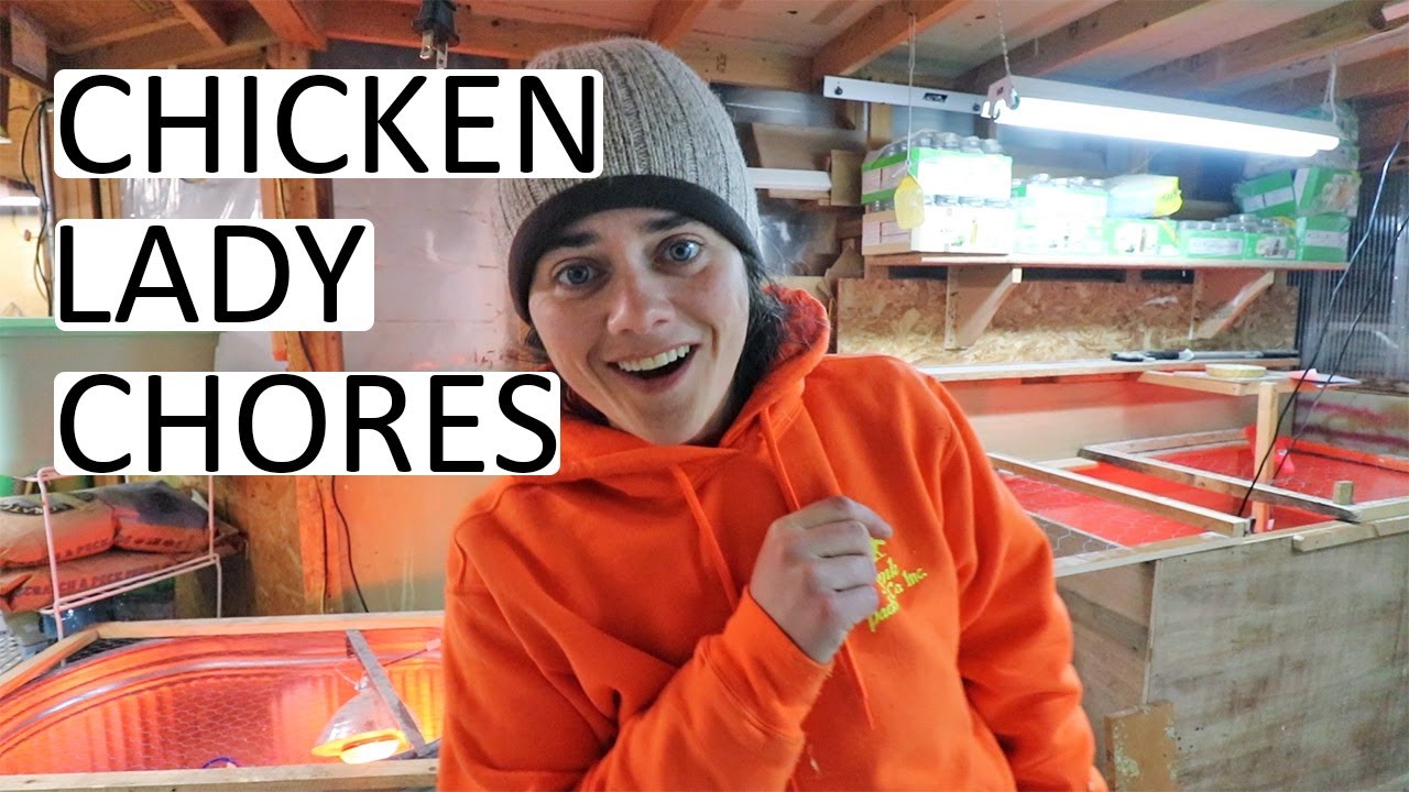 Crazy Chicken Lady Morning Chores With More Chicks - YouTube