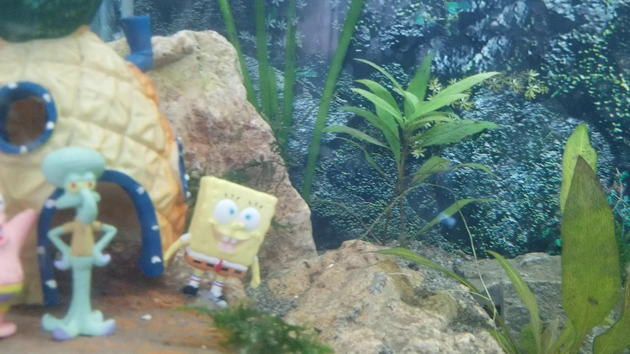 spongebob aquatic tank. - YouTube