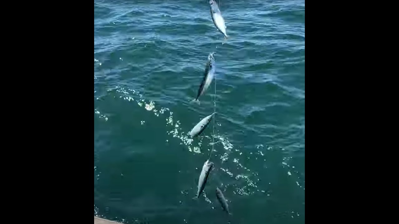 Mackerel fishing in 60 seconds hartlepool Famous - YouTube