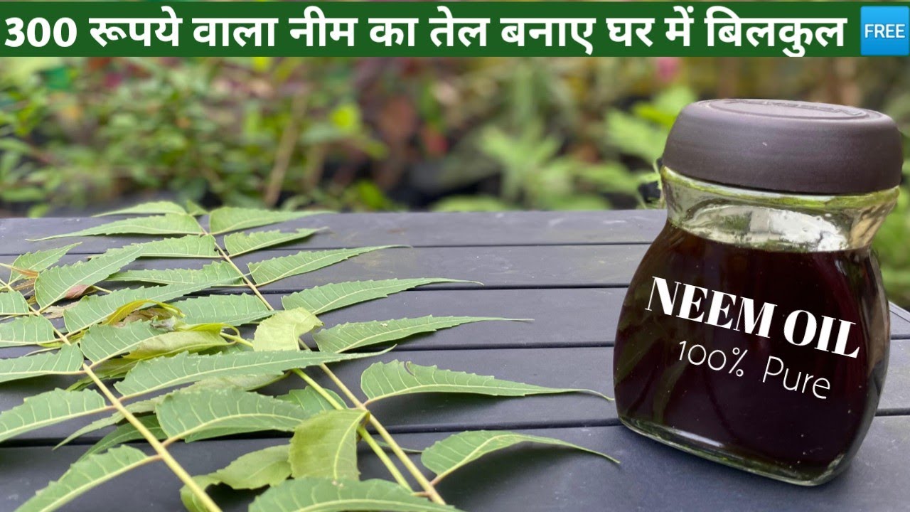 Neem Oil Banane Ka Sabse Asan Tarika| How To Make Neem Oil At Home ...