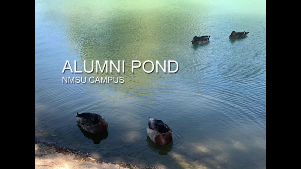 NMSU Alumni Pond 2019 - YouTube