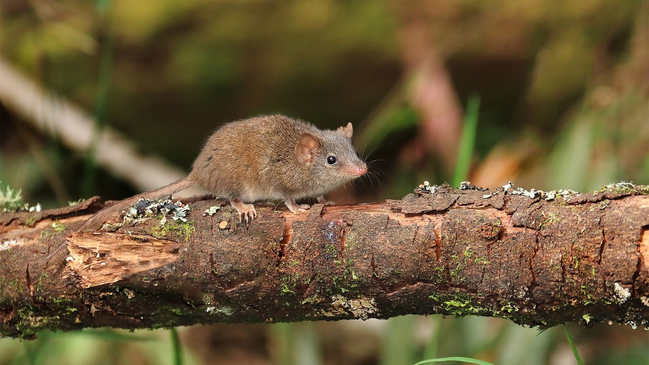 Agile Antechinus Mating Behavior sounds & vocalization - YouTube