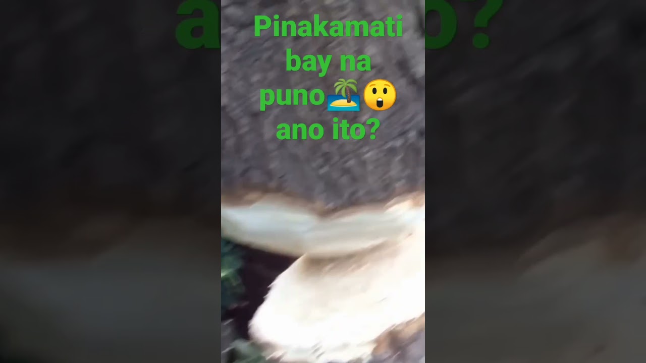 Tamarind tree 0r Salamagi,sobrang tibay guys - YouTube