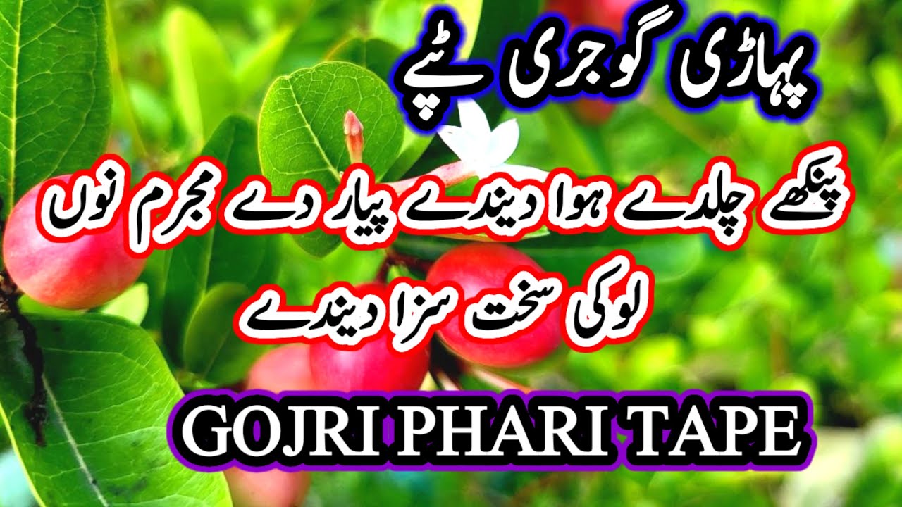 GOJRI PHARI TAPE//PARDESH KI ZINDGI//BEAUTIFUL VIDEO//@mspoonchi - YouTube