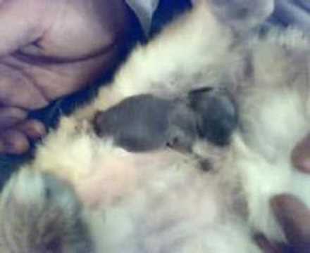 Bunny Pang pang feeding her new born baby Kaka - YouTube