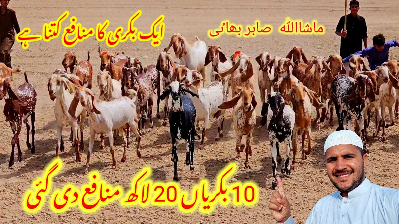 Bakra farm 2023 / 03354746487 گوٹ فارم محمد صابر Makkhi chini bakriyan ...