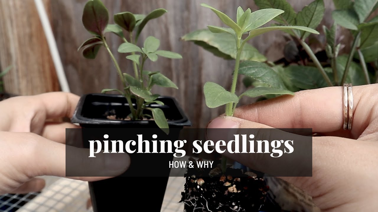 Pinching (pruning) flower seedlings - HOW & WHY ...