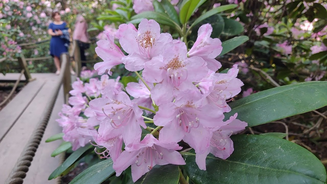 Haaga Rhododendron Park Helsinki | Haagan Alppiruusupuisto | Helsinki ...