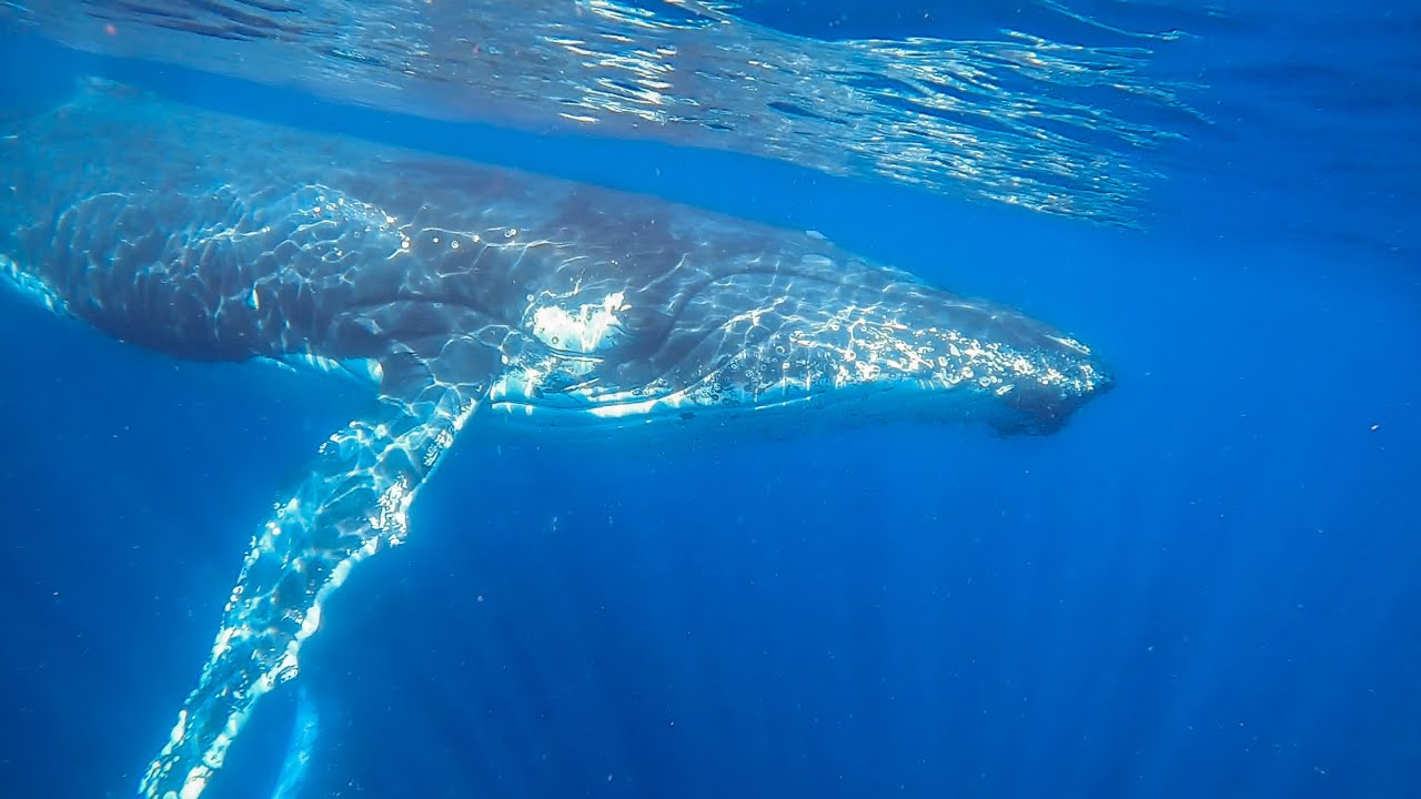 Amazing Swim With Whales Encounter with Sunreef Mooloolaba - YouTube