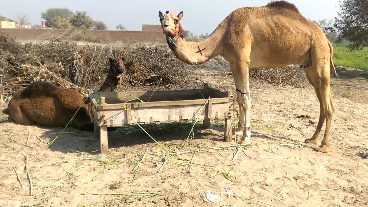 Punjabi culture pind de kam kaj - YouTube