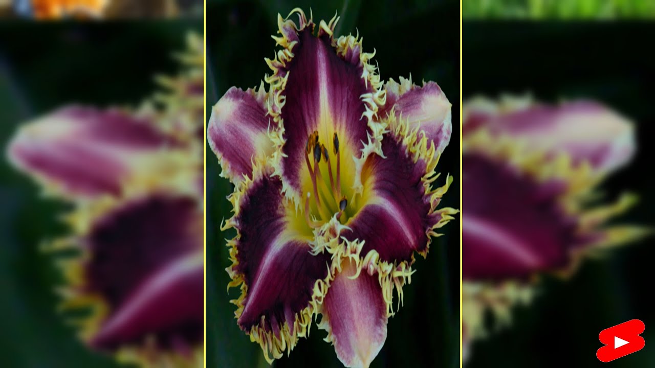 Frilly Frazzled Daylily Flower - YouTube