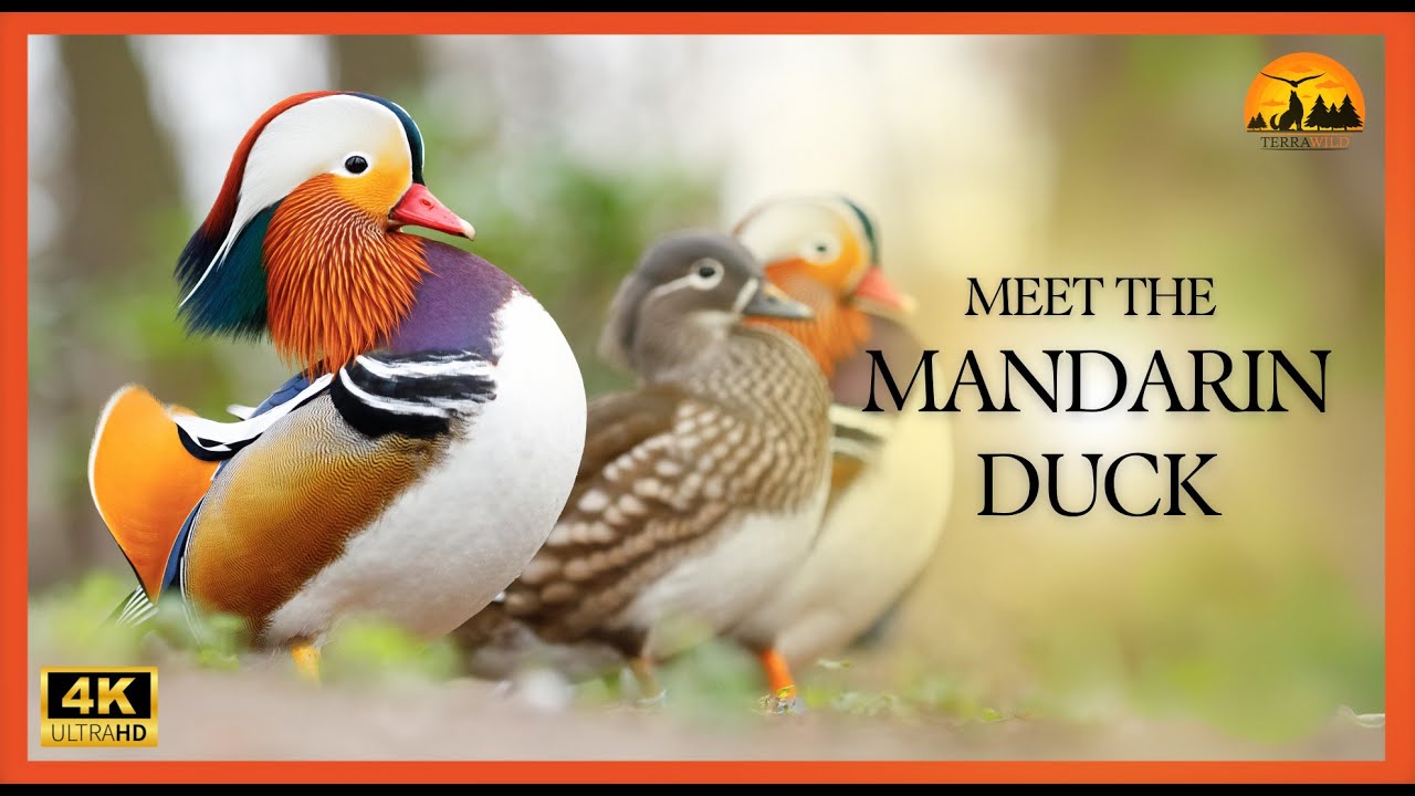 Discover the Stunning Mandarin Duck | Mandarin Duck Magic - YouTube