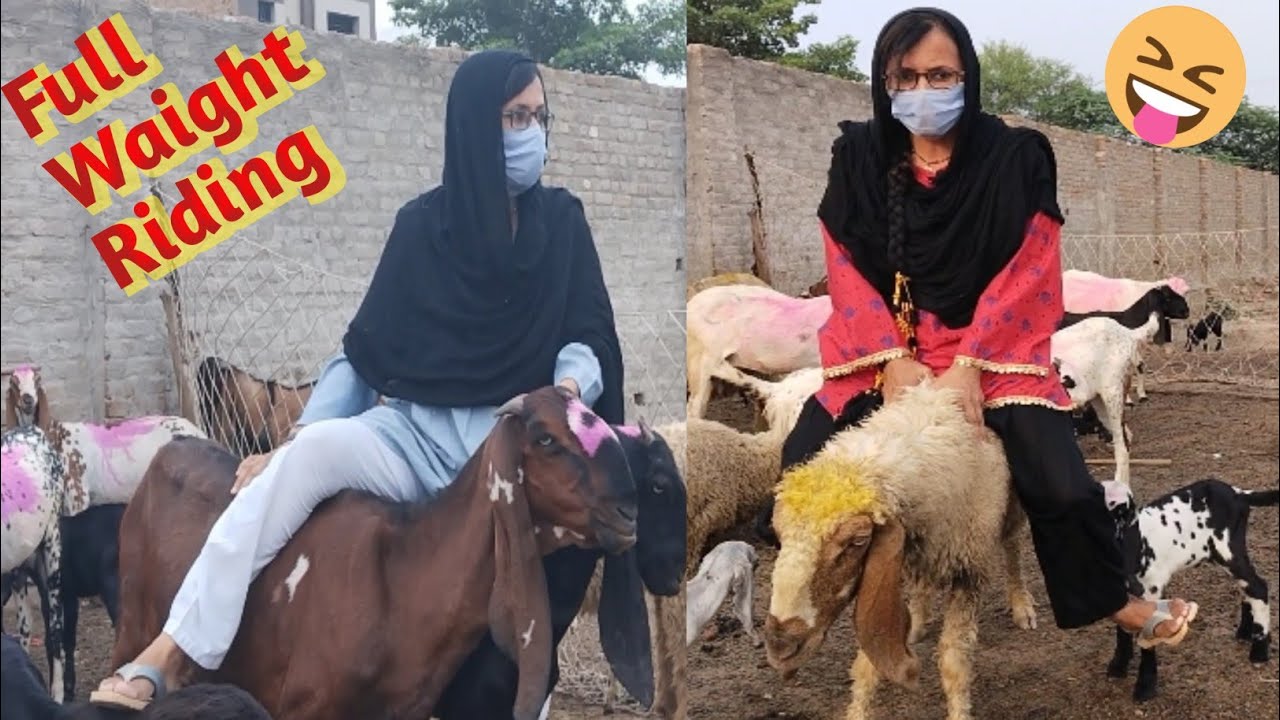 Full Waight Sheep Riding ll Funny Video ll Long Duration Riding - YouTube