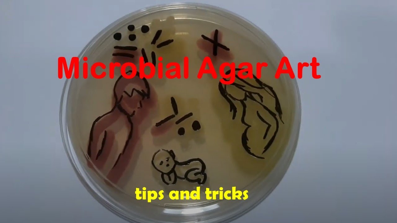 Agar Art/ Microbial Art/ Germ Art Making skills with Demonstration step ...