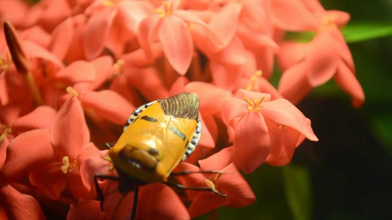 The Man Faced Bug - Quick Facts - YouTube