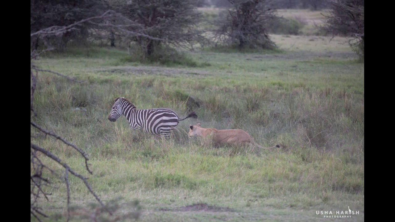 Lion zebra chase - YouTube