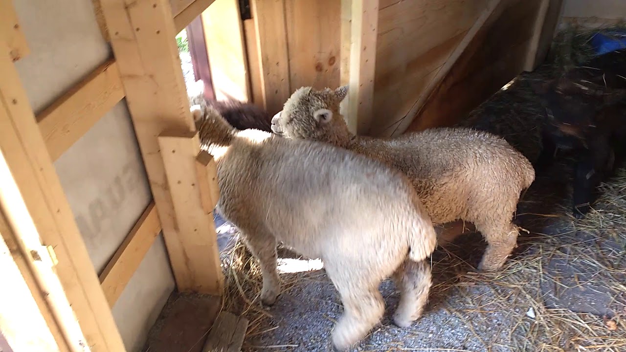 Remy the chihuahua herding Southdown Babydoll Sheep #101 - YouTube