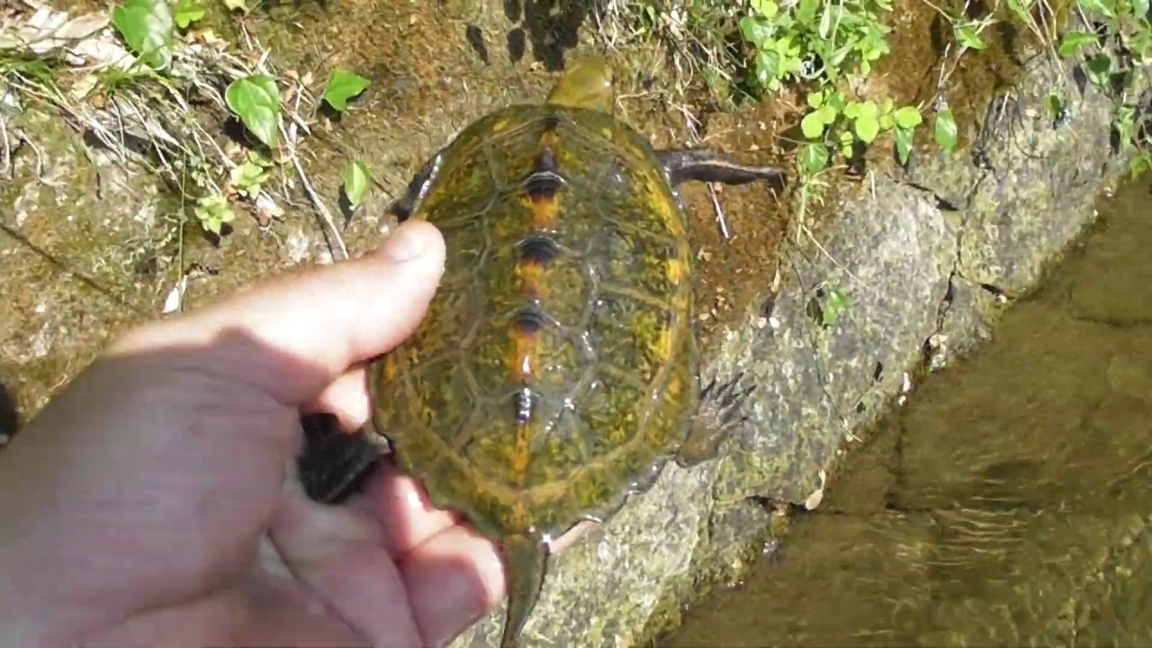 Catch and release wild Japanese turtles - YouTube