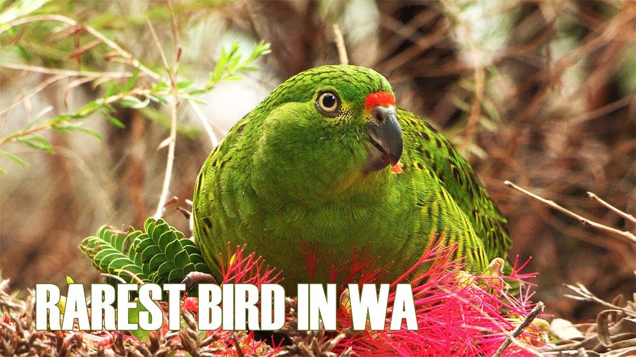 Secrets at Sunrise - Saving the Western Ground Parrot from extinction ...
