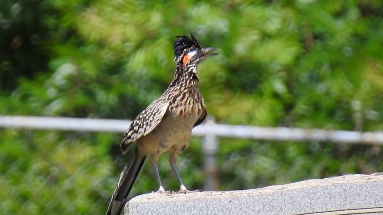 Greater Roadrunner male responding to playback - YouTube