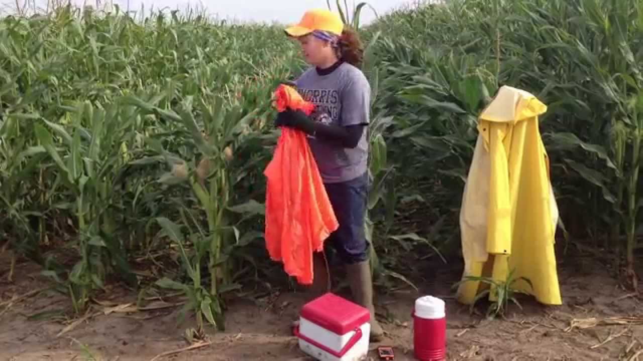 Buresh Detasseling - YouTube