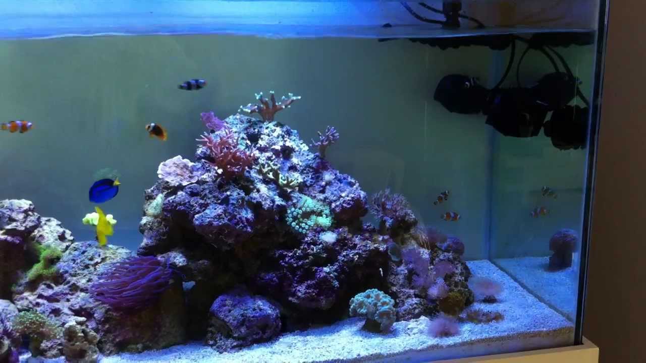 Resultado das mudanças - Samoa Pink 02 e Vortech MP40 (2) - YouTube