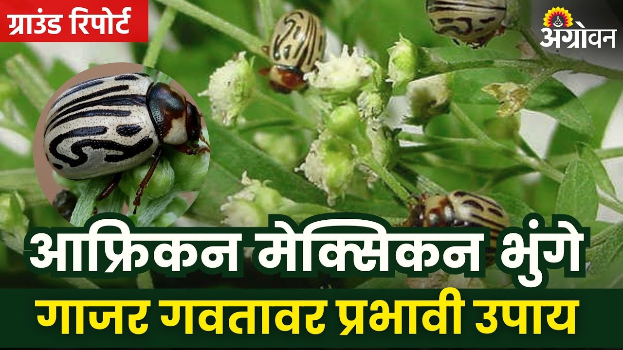 Gajar Gavat: गाजर गवत नियंत्रणाचा सोपा उपाय | Agrowon | ॲग्रोवन - YouTube