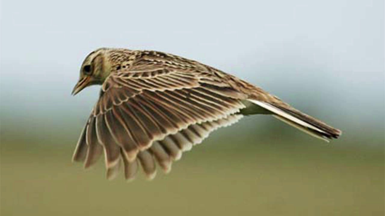 Vaughan Williams: The Lark Ascending - YouTube