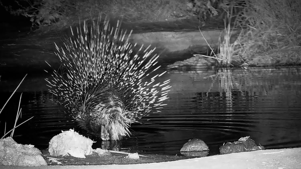 Porcupine Paddles In Water - YouTube