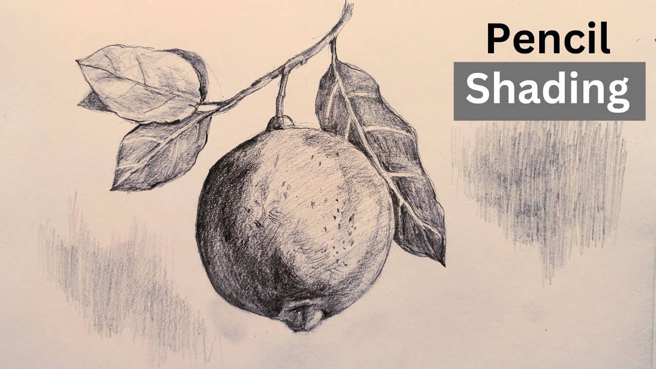 How to draw Guava | Guava pencil shading | Guava drawing step by step ...