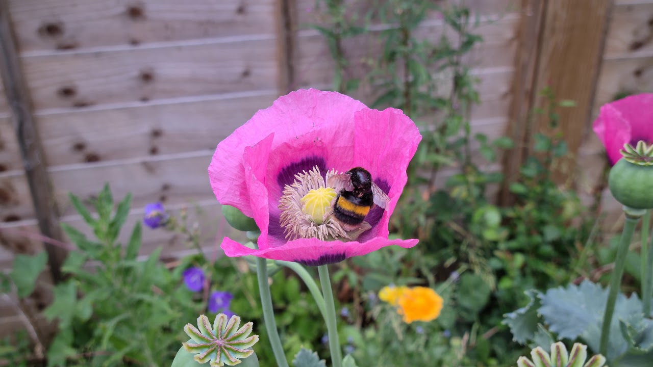 Noisy Bee 🐝 gathering pollen from poppies - Recorded on samsung galaxy ...