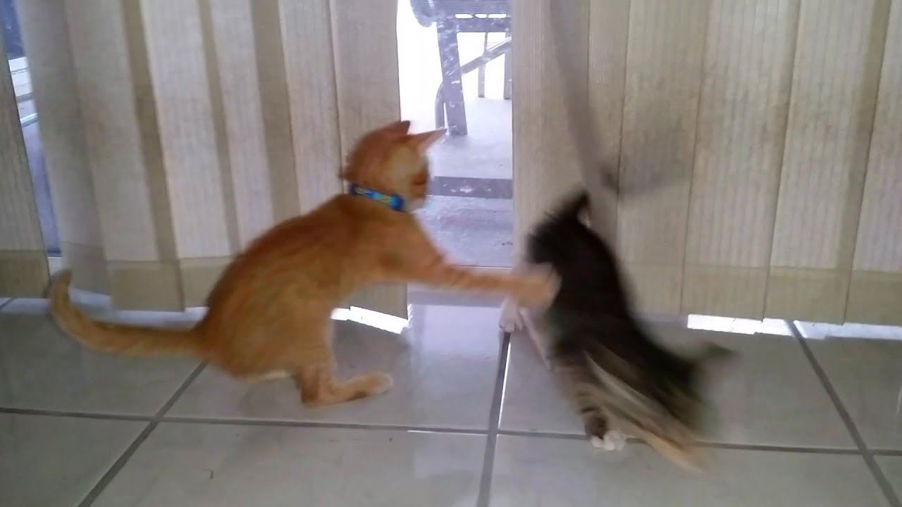 Crazy Kittens Playing & Fighting in the Window Curtains - YouTube