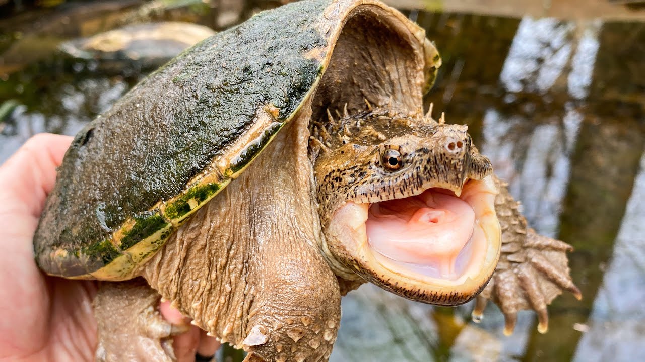Checking On My Turtles After Snow and ICE!! Snapping Turtles, Box ...