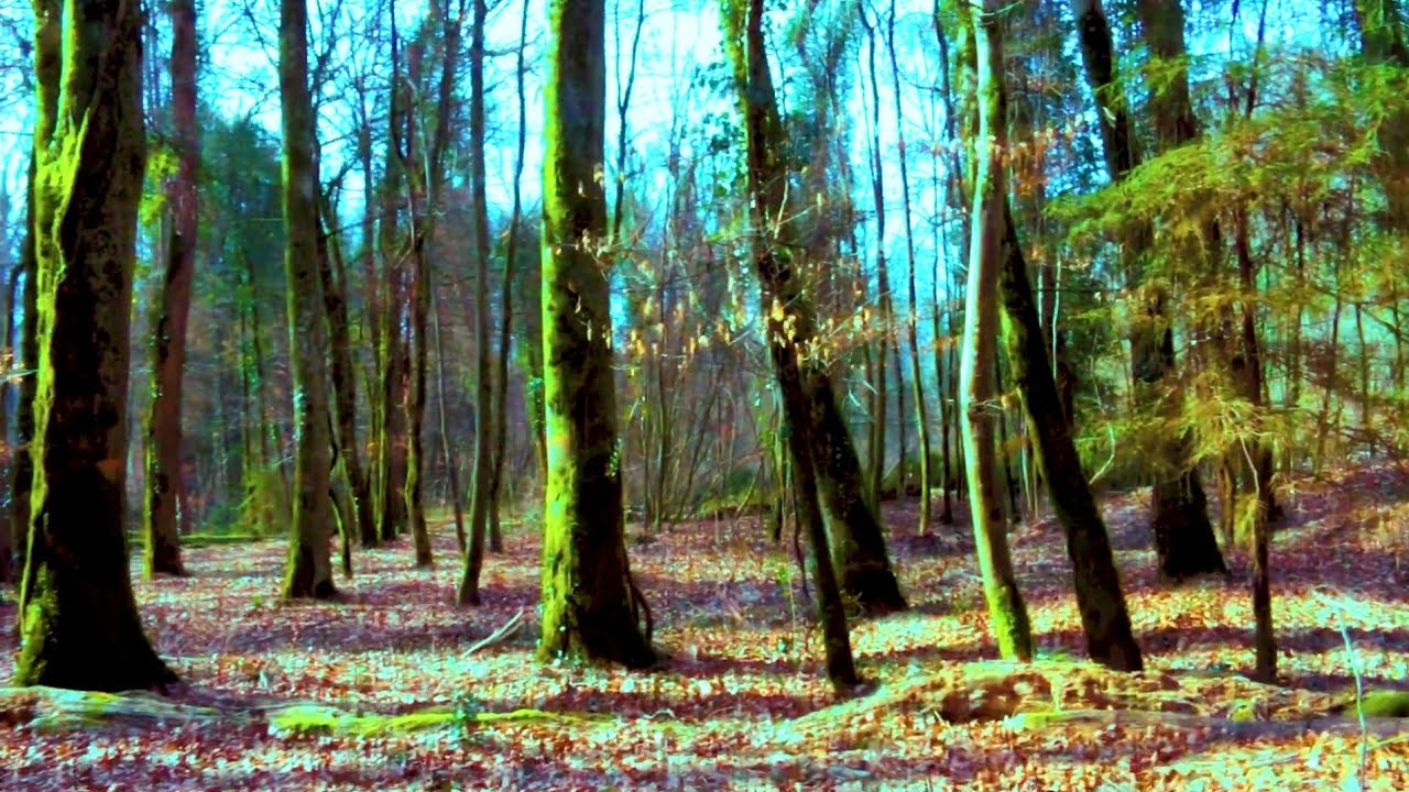 Magic MUSHROOM Trip Simulation - YouTube