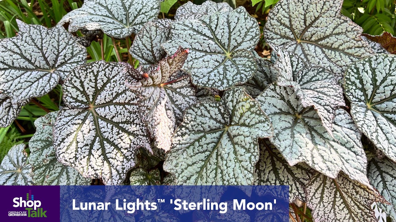 New Varieties Coming Soon From Plants Nouveau - YouTube